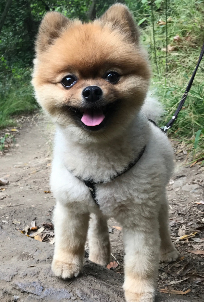 Jasper – Bentleys Biscuits